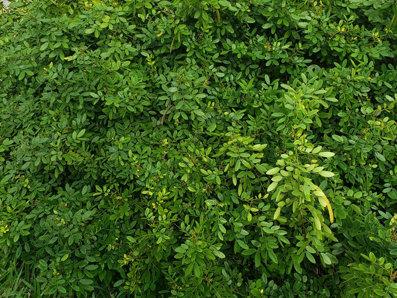 Florida Native BAHAMA SENNA Seeds *florida Eco-type * CHAMPANN'S ...