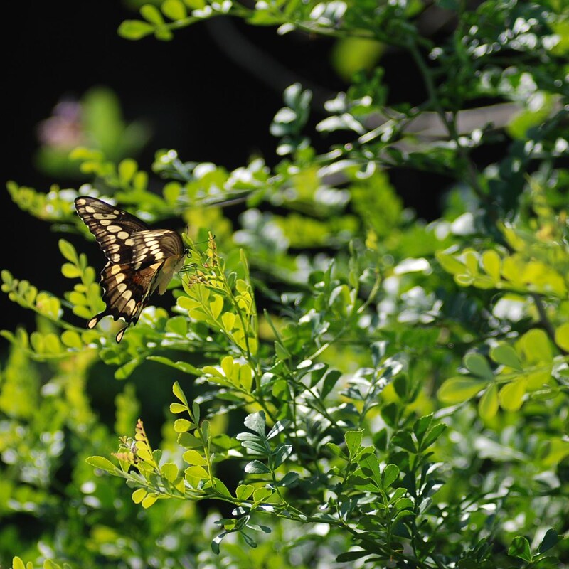 Swallowtail Plant - Etsy