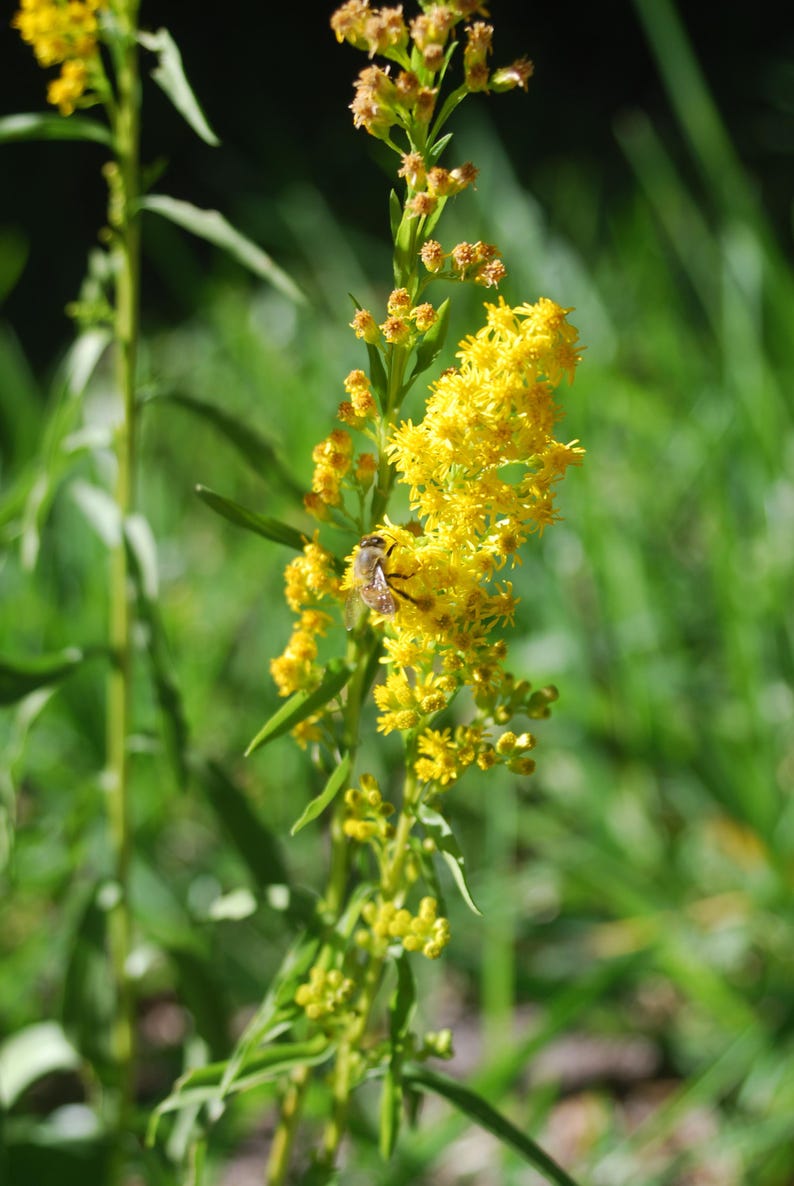 Florida Native SEASIDE GOLDENROD Seeds * Florida Eco-type * Solidago ...