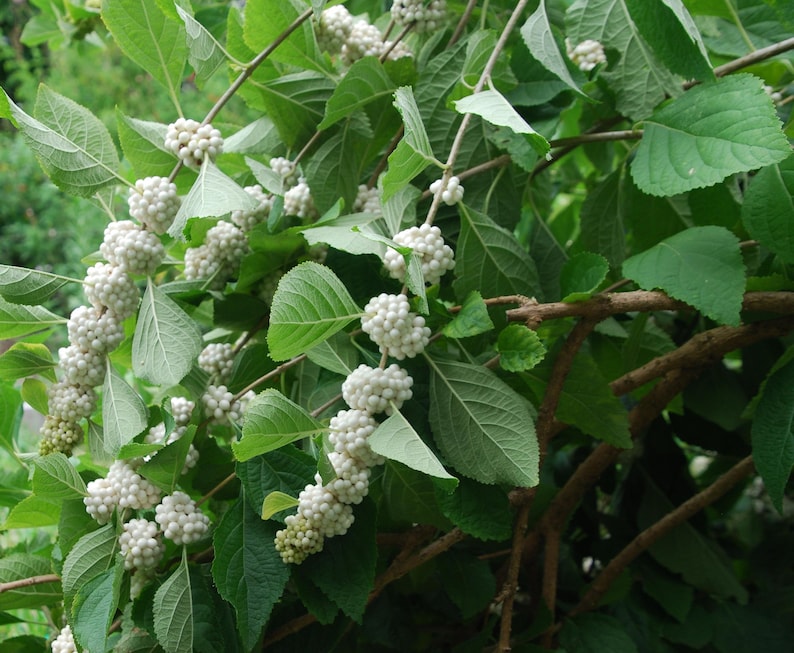 FLORIDA NATIVE BEAUTYBERRY Seeds - Callicarpa Americana - White Berry ...