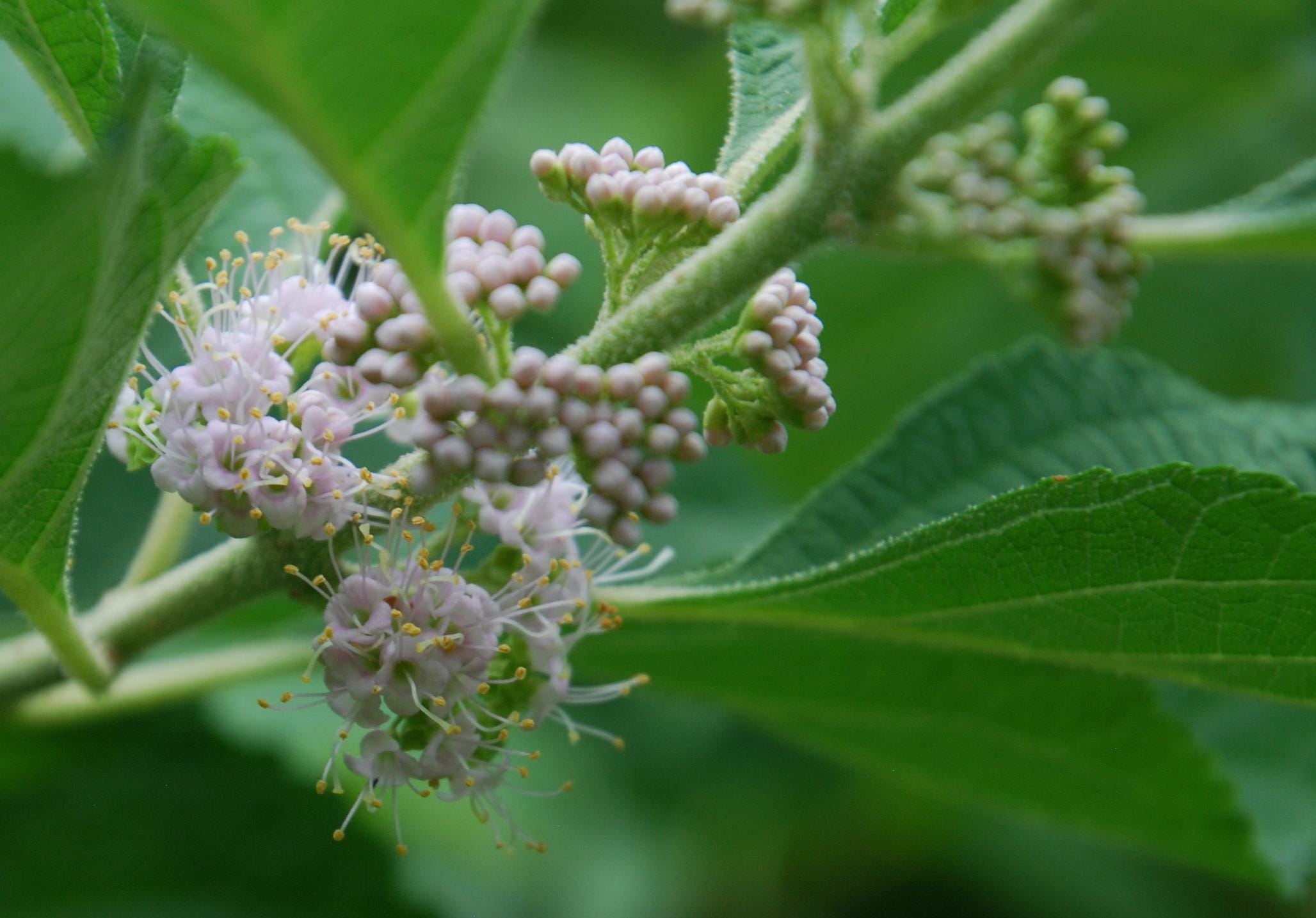 FLORIDA NATIVE BEAUTYBERRY Seeds - Callicarpa Americana - White Berry ...