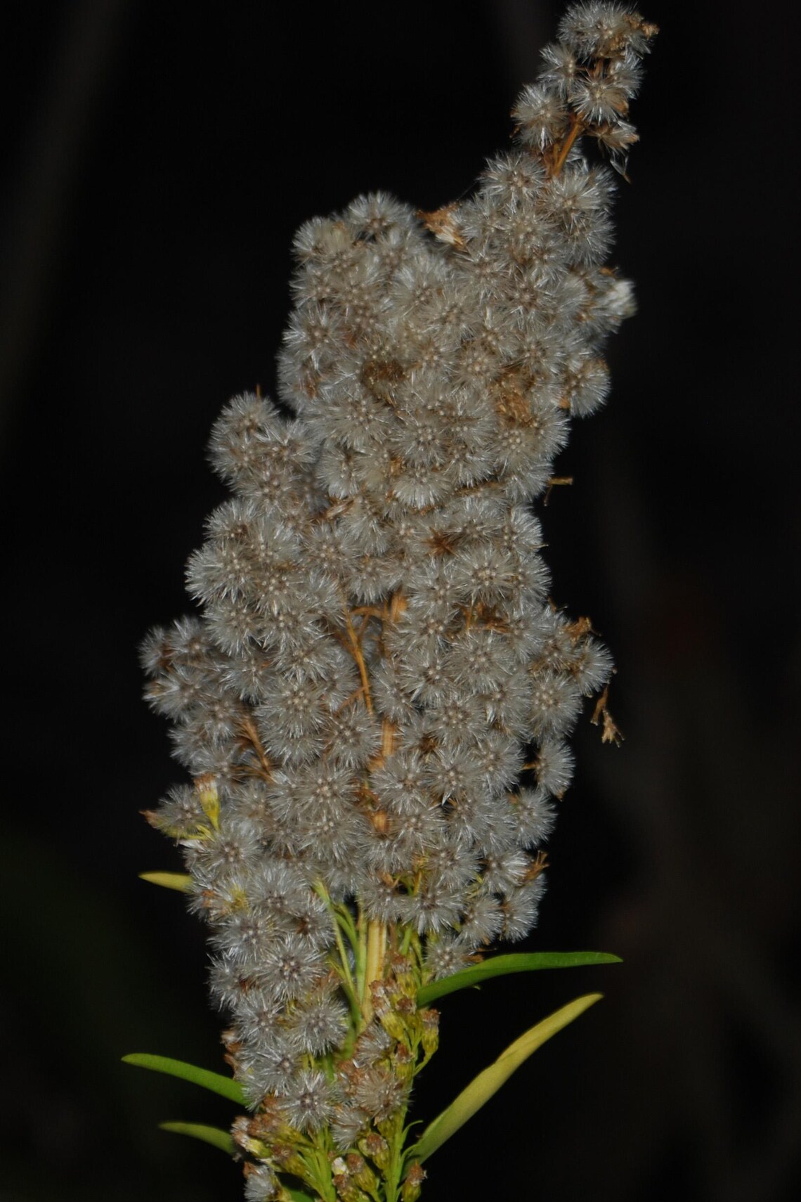Florida Native SEASIDE GOLDENROD Seeds * Florida Eco-type * Solidago ...