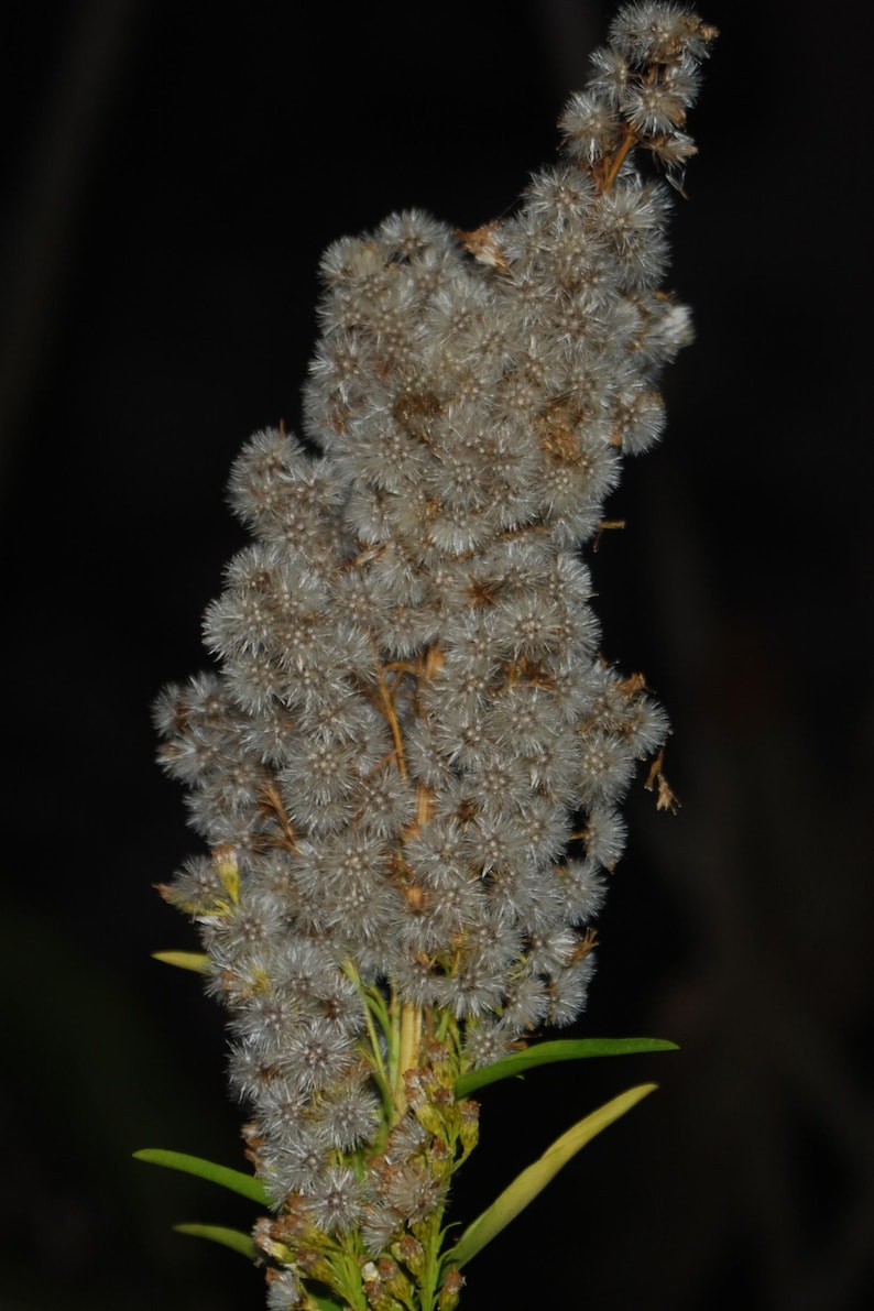 Florida Native SEASIDE GOLDENROD Seeds * Florida Eco-type * Solidago ...