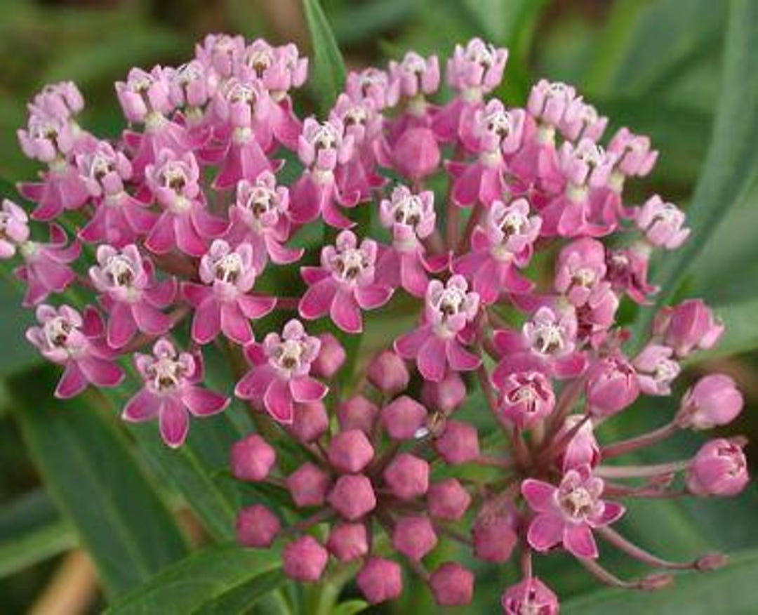 Florida Native MILKWEED Seeds * Florida Eco-type * ASCLEPIAS INCARNATA ...