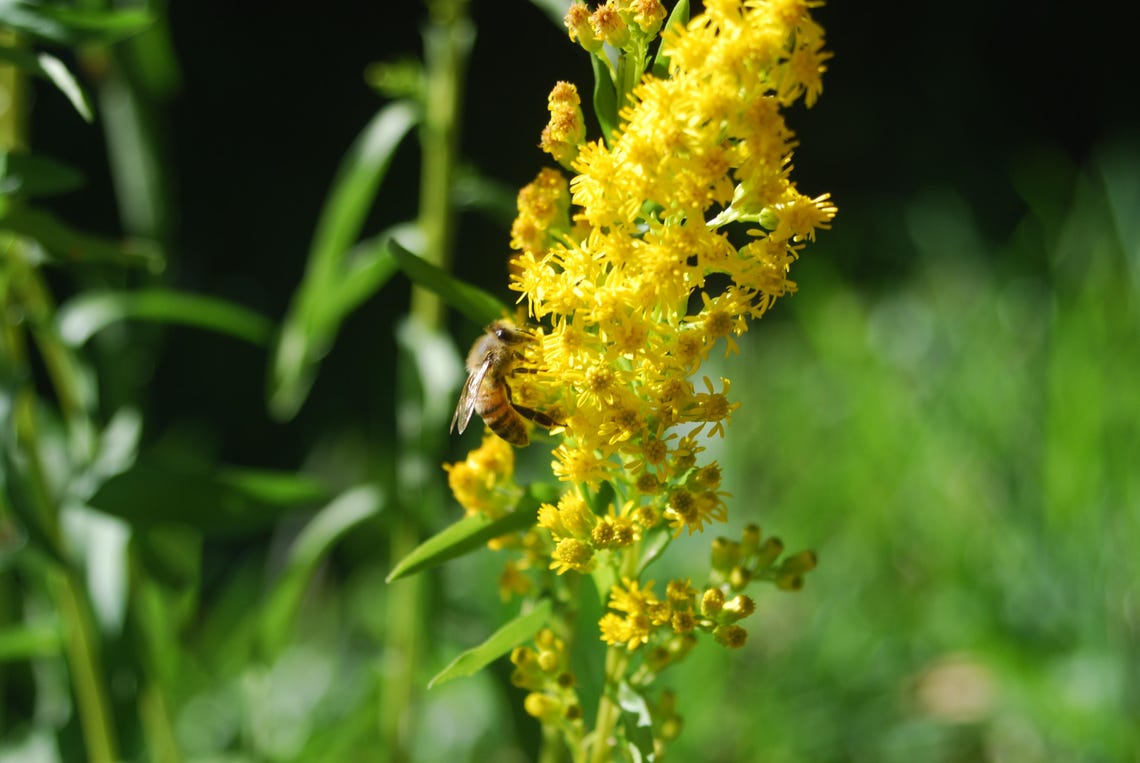 Florida Native SEASIDE GOLDENROD Seeds * Florida Eco-type * Solidago ...