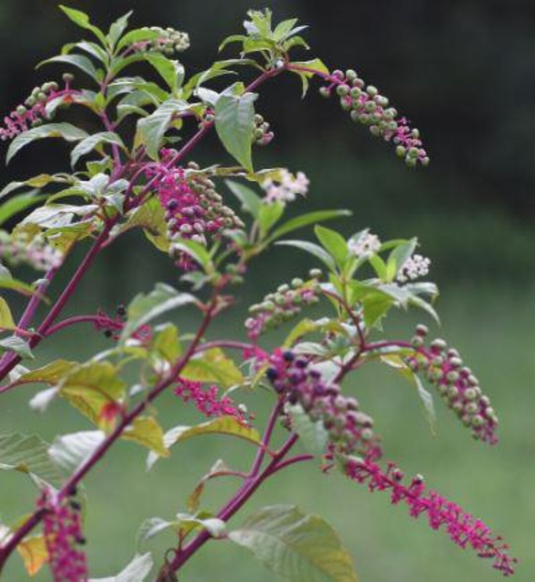 Florida Native Seeds *pokeweed* Florida Eco-type * Phytolacca Americana ...
