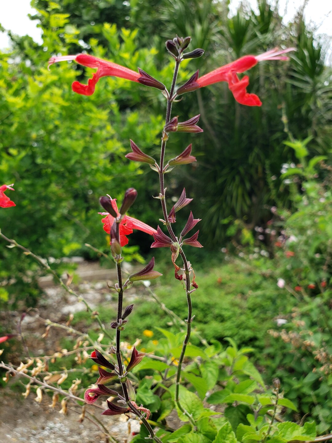 Florida Native Red Salvia Seeds * Florida Eco-type * Salvia Coccinea ...