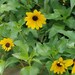 Florida Native Wildflower Seeds Variety of Florida Eco-type Goldenrod ...