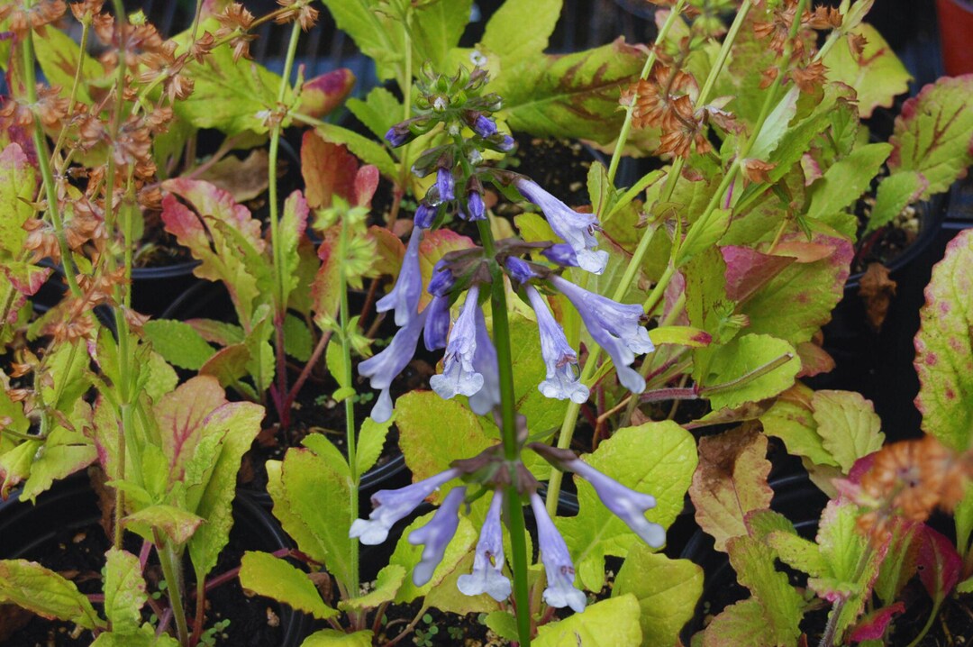 Florida Native Lyre Leaf Sage Seeds * Florida Eco-type * Salvia Lyrata ...
