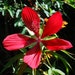 Florida Native Scarlet Hibiscus Seeds * Florida Eco-type * Hibiscus ...