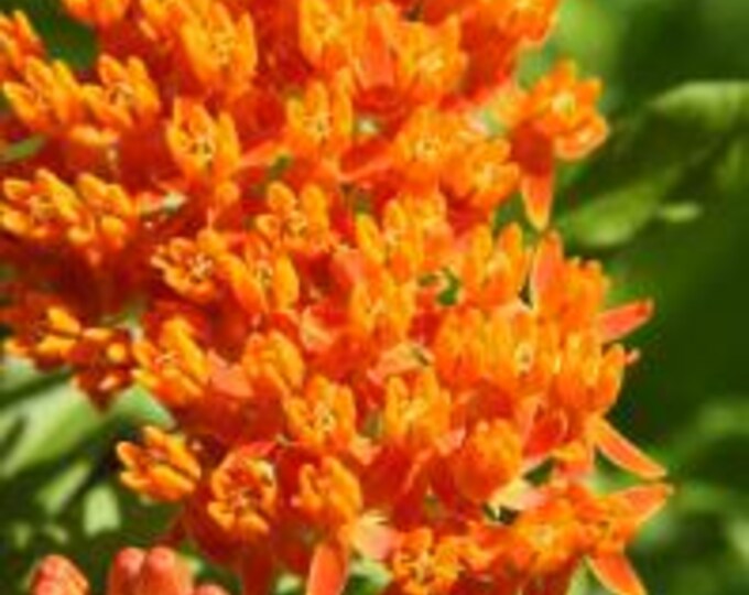 Florida Native MILKWEED Seeds * Florida Eco-type * ASCLEPIAS TUBEROSA ...