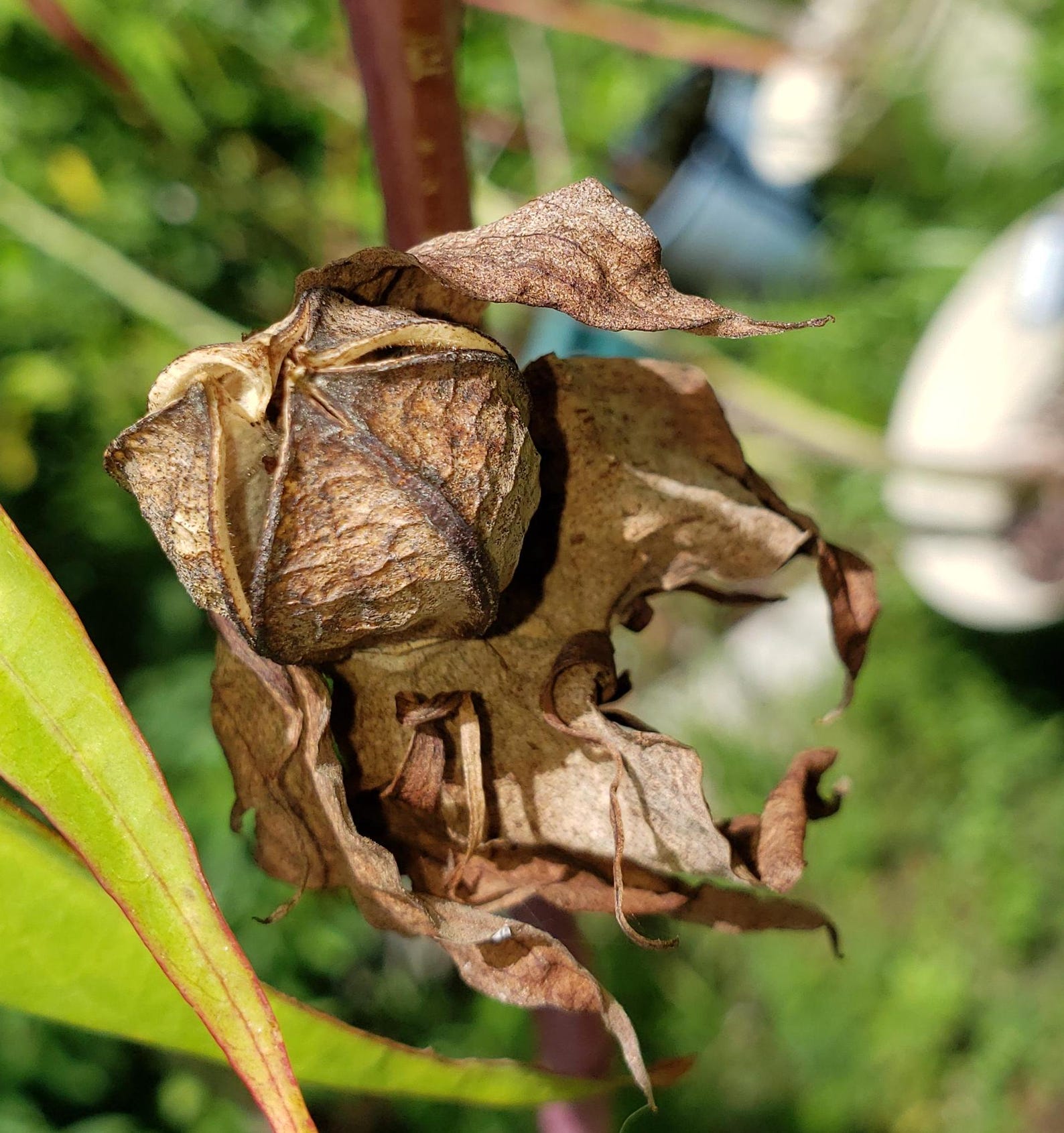 Florida Native Scarlet Hibiscus Seeds * Florida Eco-type * Hibiscus ...