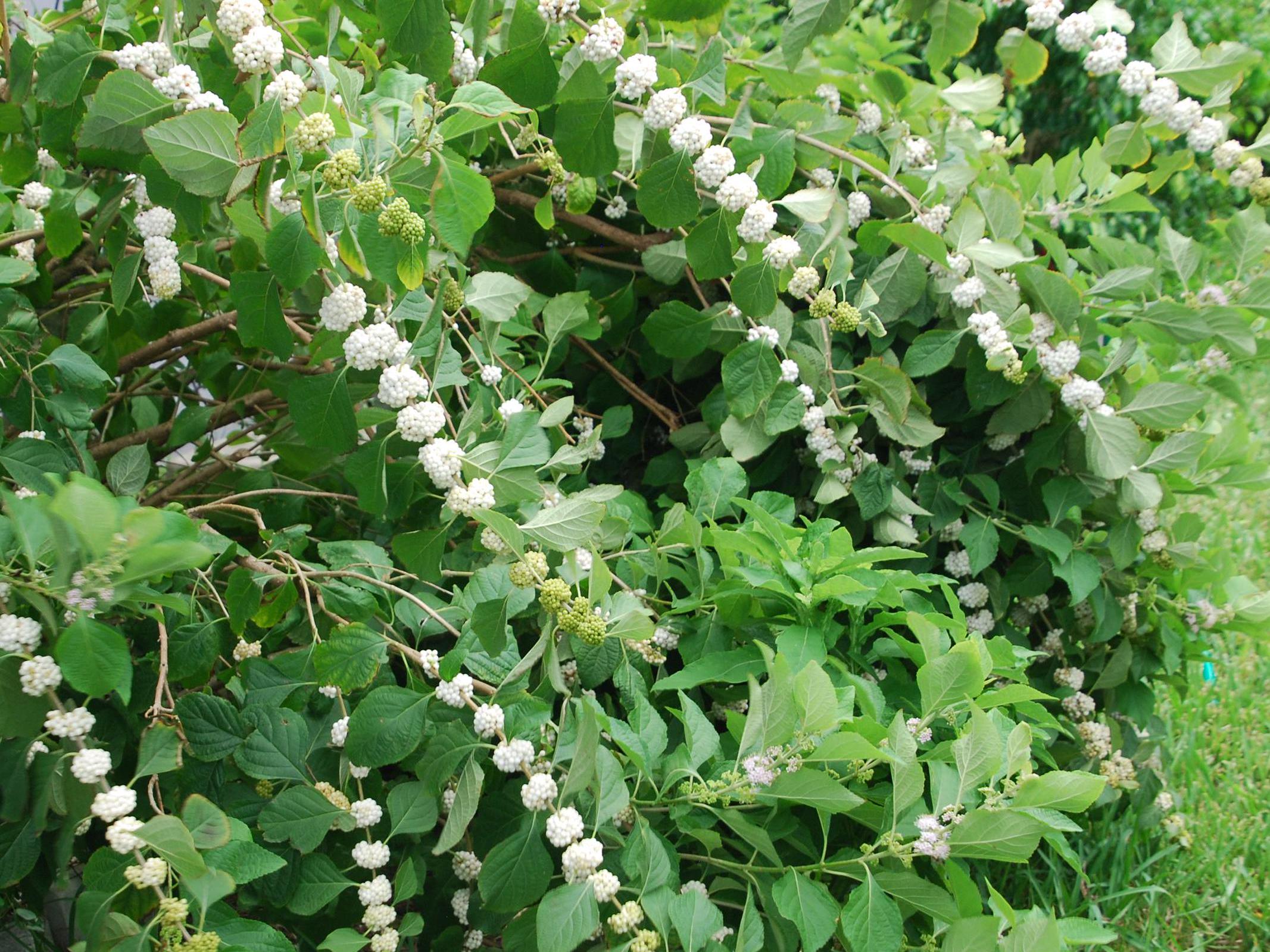 FLORIDA NATIVE BEAUTYBERRY Seeds - Callicarpa Americana - White Berry ...
