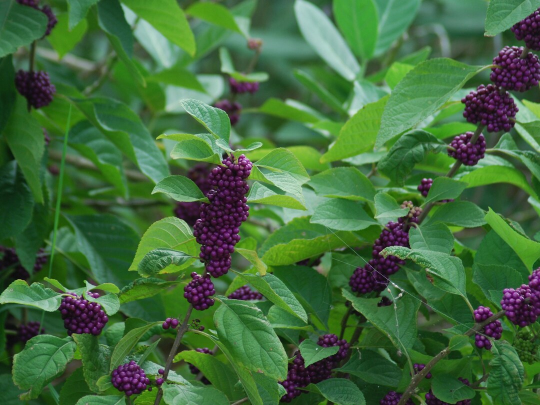 FLORIDA NATIVE BEAUTYBERRY Seeds - Callicarpa Americana - Purple Berry ...