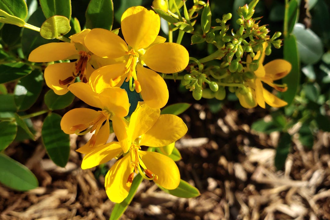 Florida Native BAHAMA SENNA Seeds *florida Eco-type * CHAMPANN'S ...