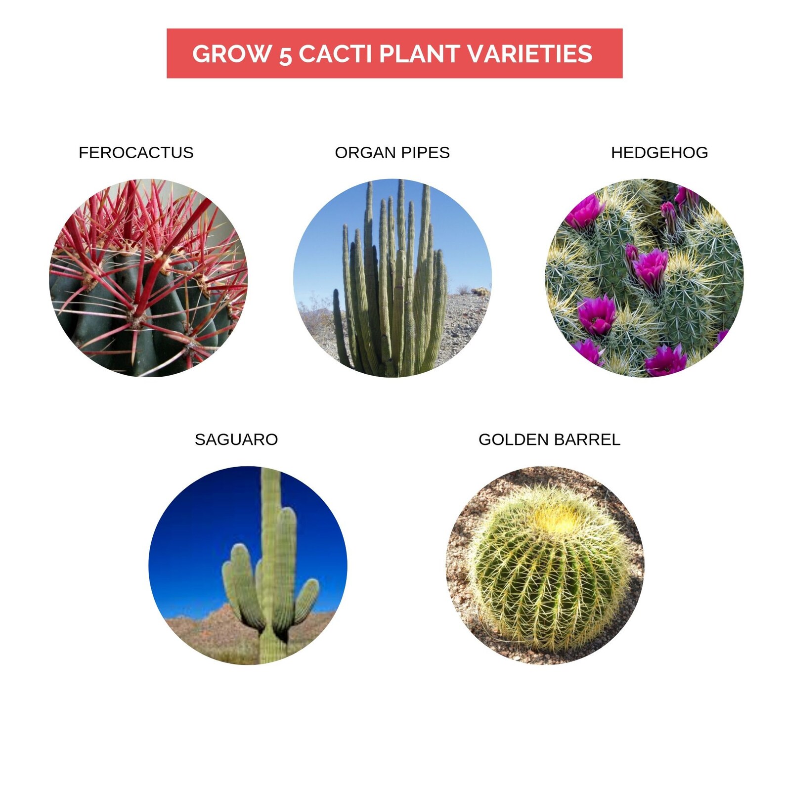 Cactus Kit Grow Your Own Cacti Plants Indoors gardening - Etsy UK