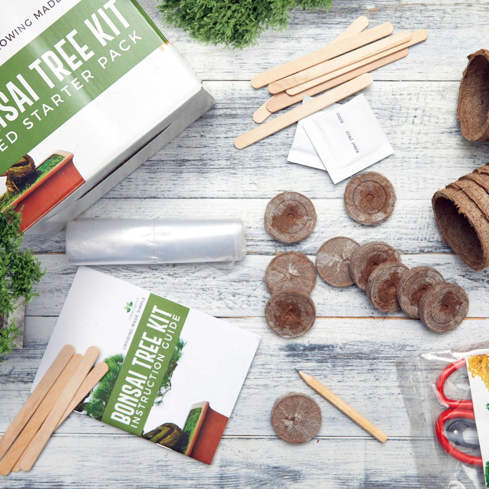 Bonsai Tree Starter Kit grow Your Own Bonsai Trees From Seeds | Etsy