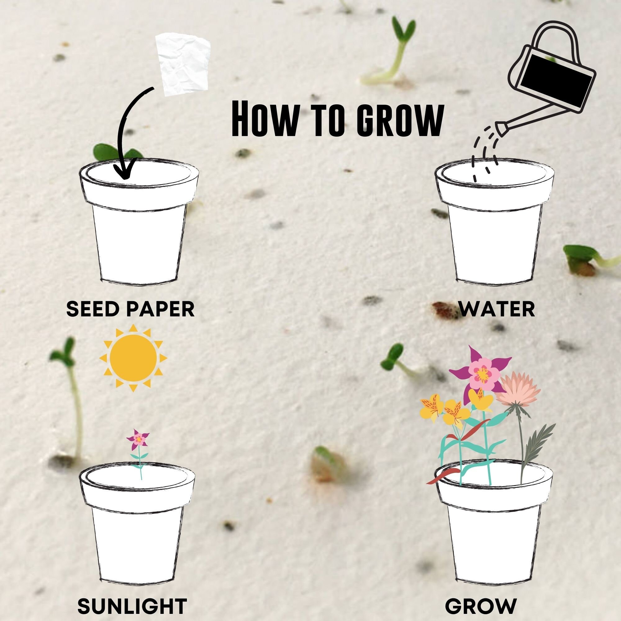 Plantable Seed Cards Wildflower Illustrated Greetings Card - Etsy