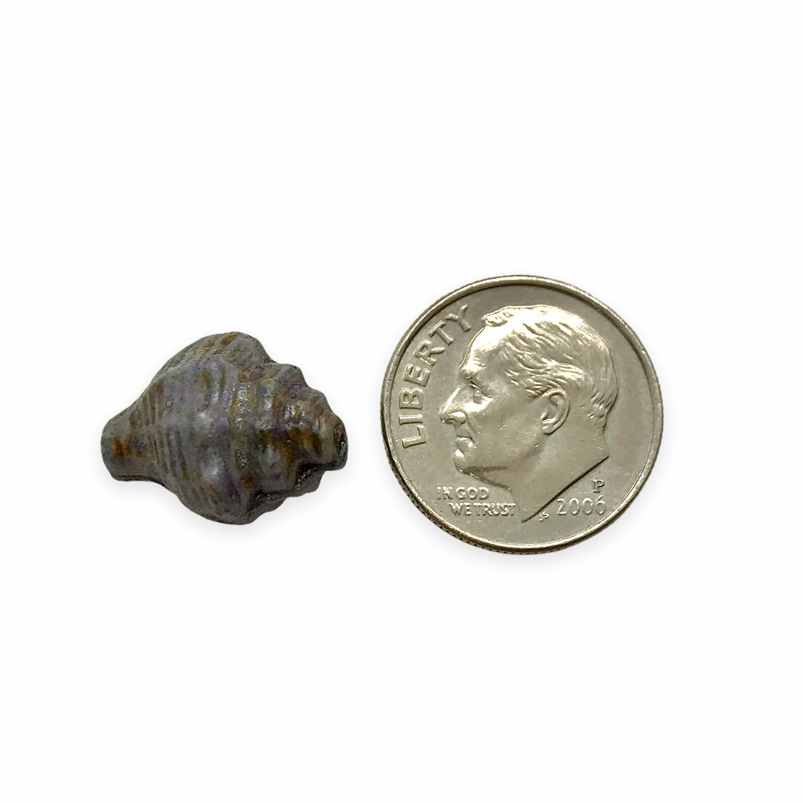 8pc Blue whelk conch seashell shell beads charms 8pc brown | Etsy