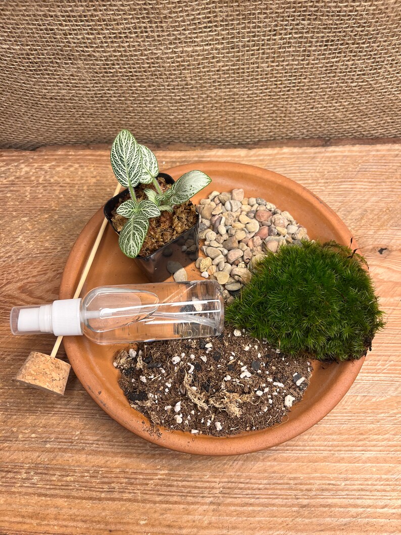 DIY Terrarium Kit for Beginners – 4" Glass Jar With LED Cork, Live Moss ...