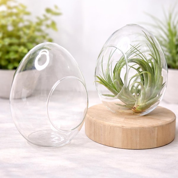 Egg Shaped Glass Vase - Etsy