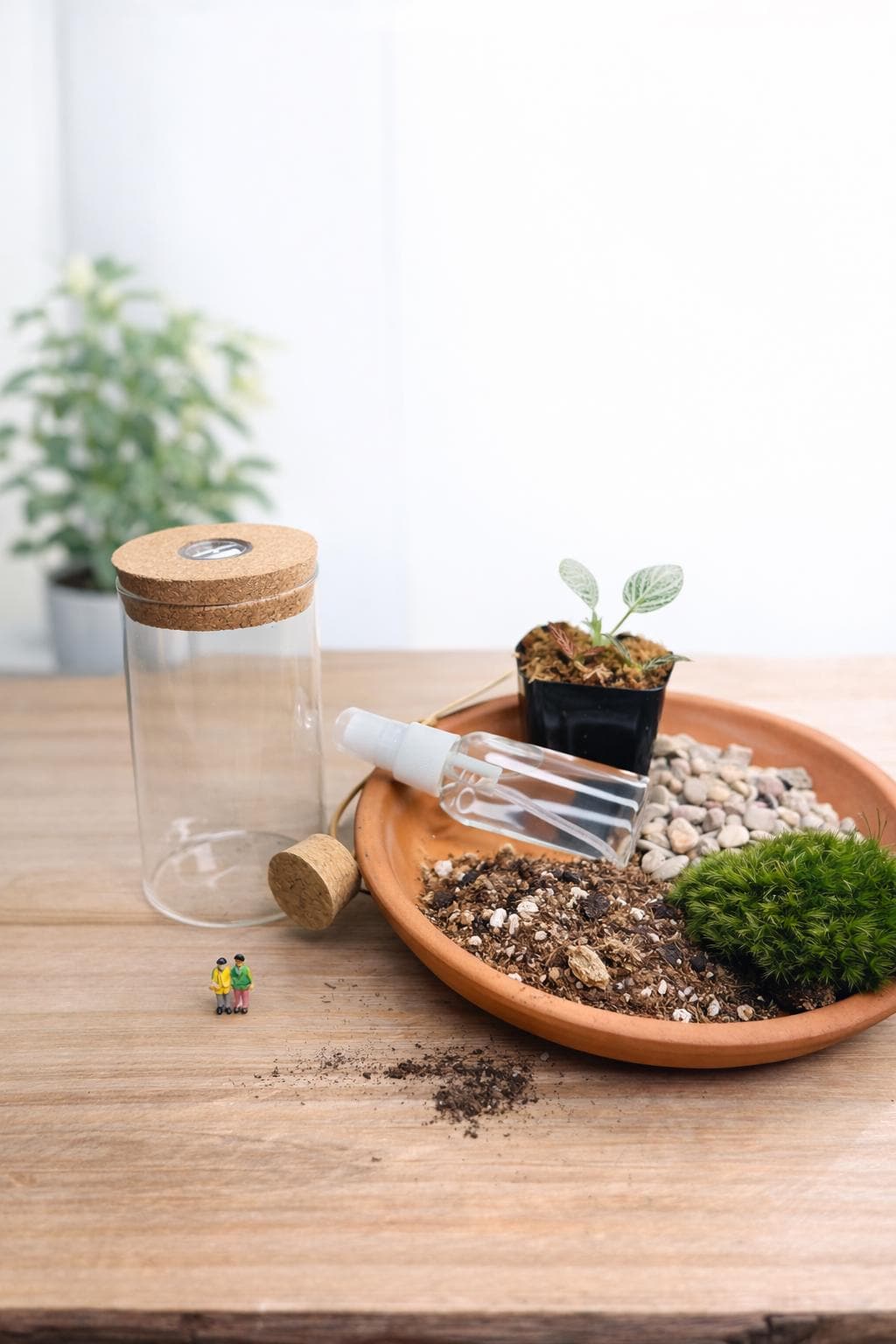 DIY Terrarium Kit 6” Glass Jar Mini Garden With Live Moss & Plants, LED ...