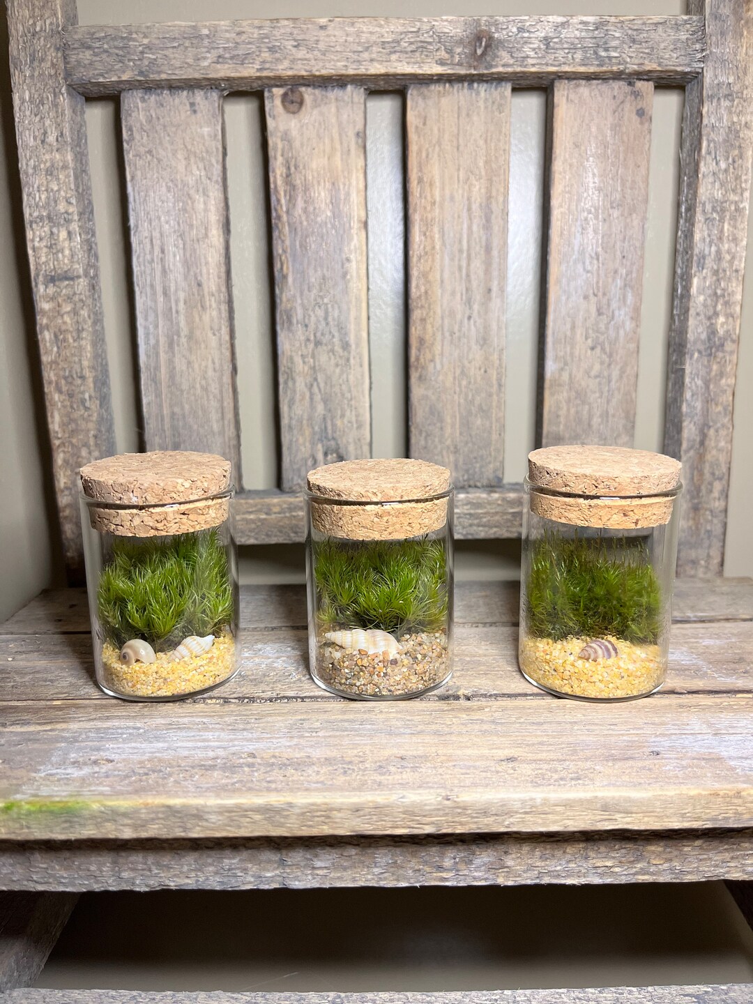 2 Mini Cylinder Terrarium Live Terrarium DIY Set Gardening Gift ...