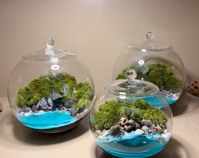 Ocean Terrarium With Fresh Live Moss | Moss Terrarium | Coastal Living ...