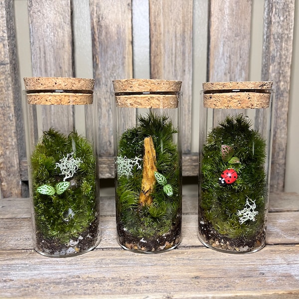 Mini Terrarium - Etsy