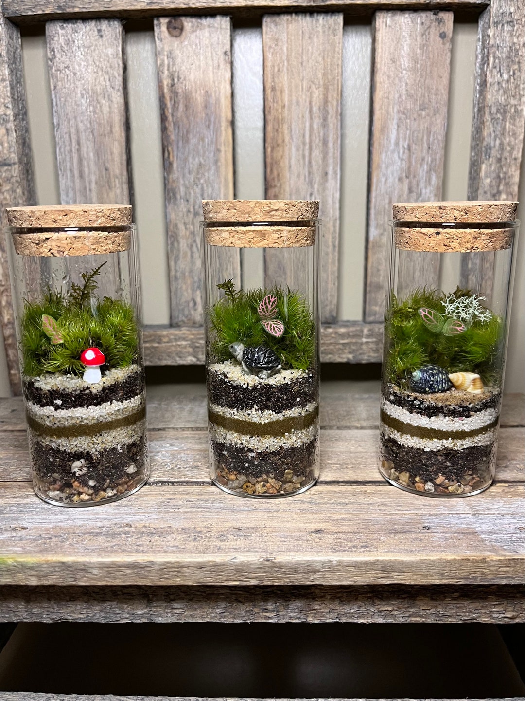 4" Mini Cylinder Terrarium - Live Terrarium - Self-sustaining Ecosystem ...