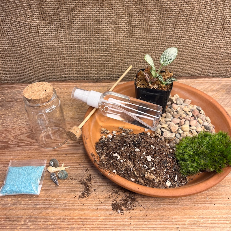 Terrarium Kit - Etsy