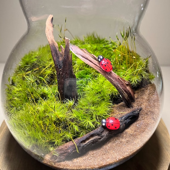 Terrarium Self Sustaining Ecosystem