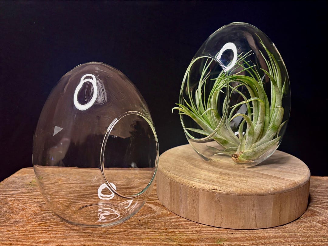 Glass Terrarium Egg: 6" Tabletop Air Plant Holder - Etsy