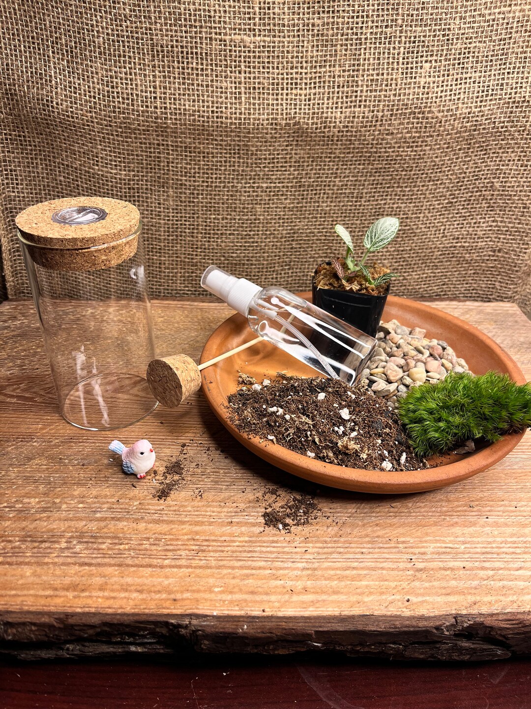 4" Terrarium Kit | 4" Glass Globe | Nature Gift | Indoor Plant Gift ...