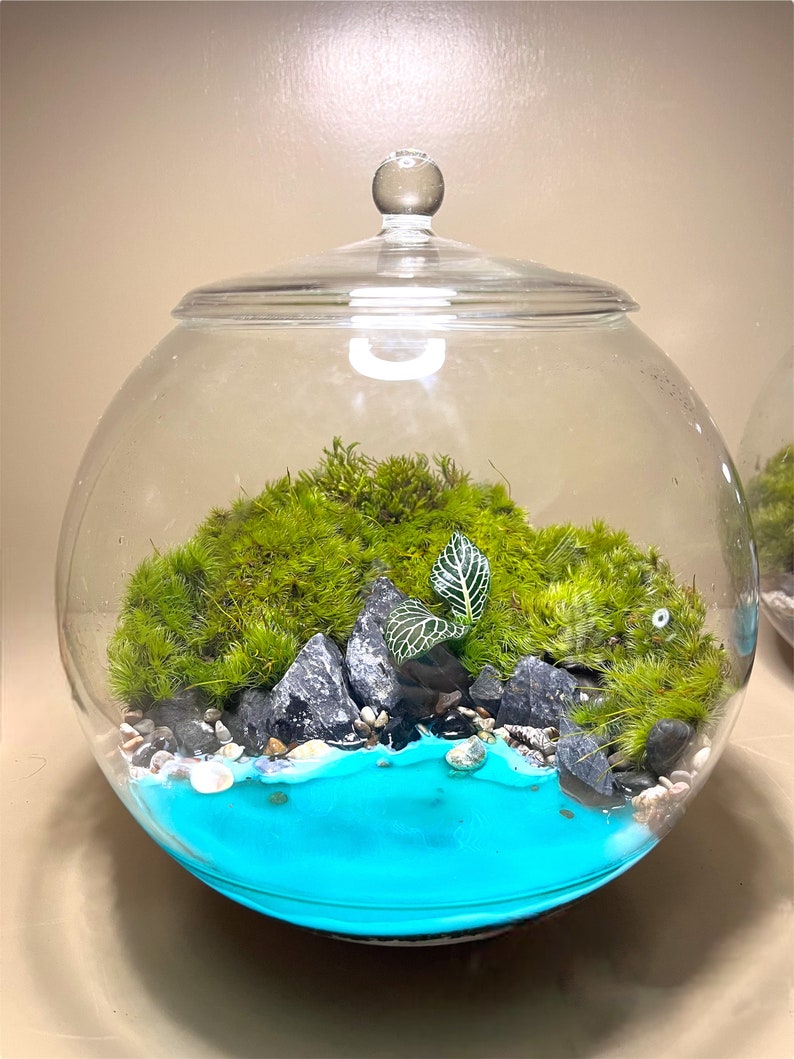 Ocean Terrarium With Fresh Live Moss Coastal Home Decor - Etsy