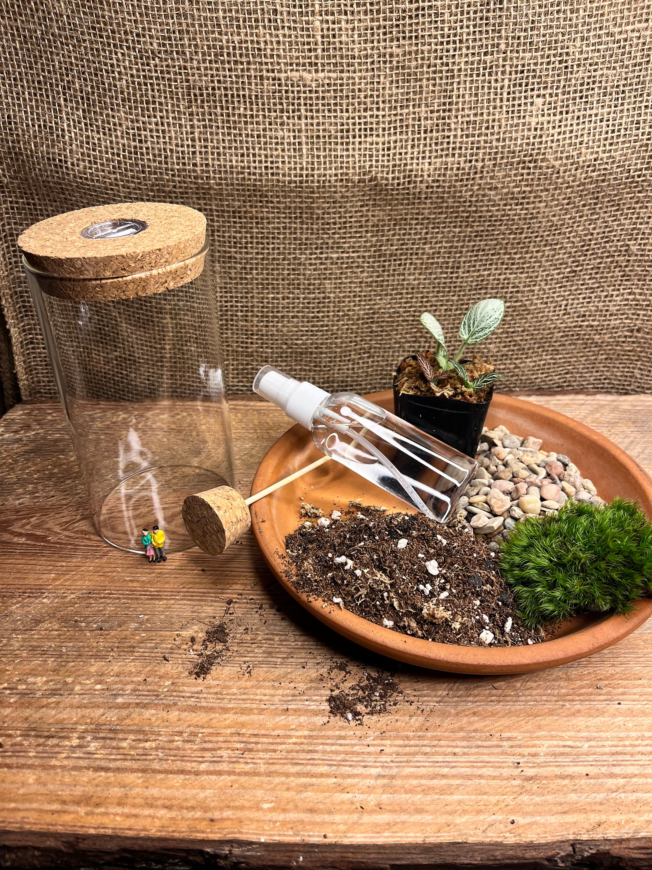 DIY Terrarium Kit 6” Glass Jar Mini Garden With Live Moss & Plants, LED ...