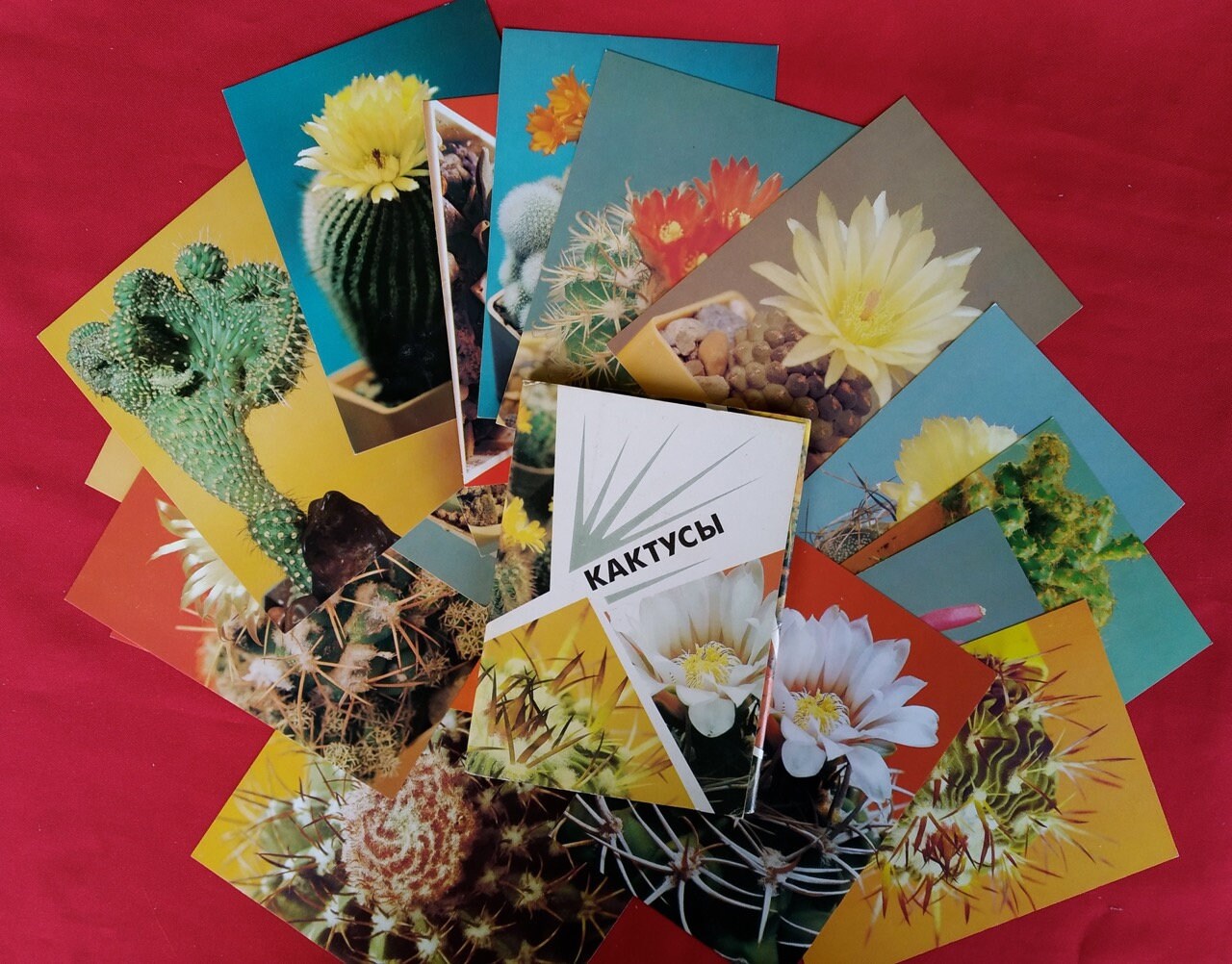 Soviet Postcards Set of 18 Cacti Cactus Pictures Vintage - Etsy UK