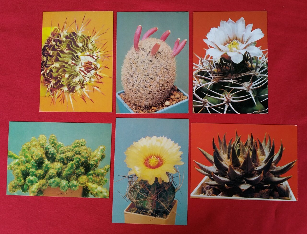 Soviet Postcards Set of 18 Cacti Cactus Pictures Vintage - Etsy UK