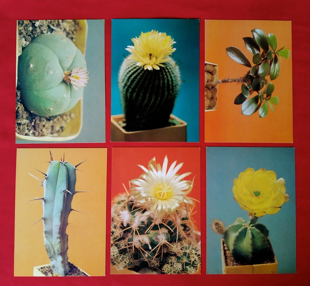 Soviet Postcards Set of 18 Cacti Cactus Pictures Vintage - Etsy UK