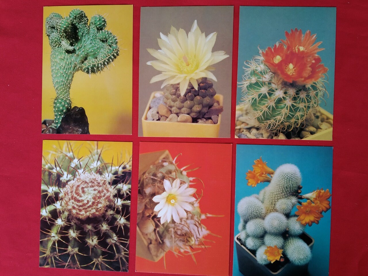 Soviet Postcards Set of 18 Cacti Cactus Pictures Vintage - Etsy UK