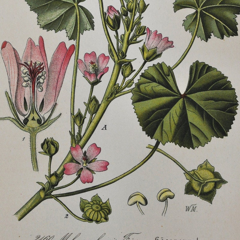 Common Mallow - Etsy