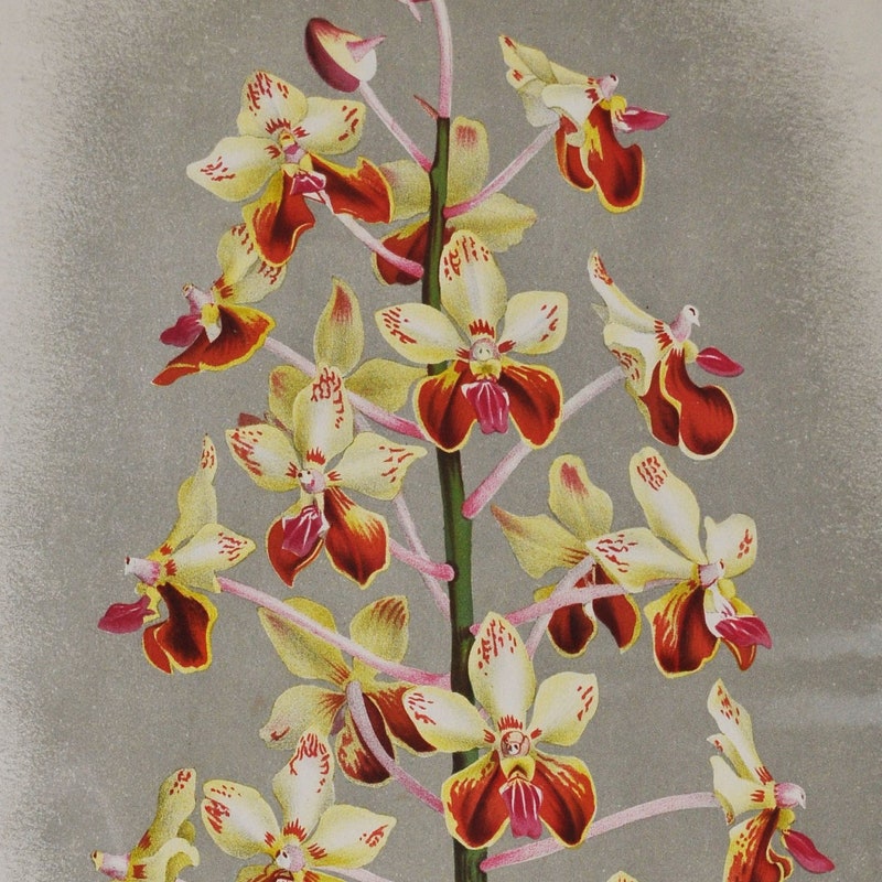 Orchid Print - Etsy