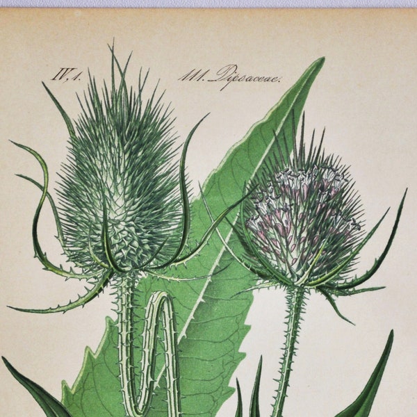 Teasel Plant - Etsy