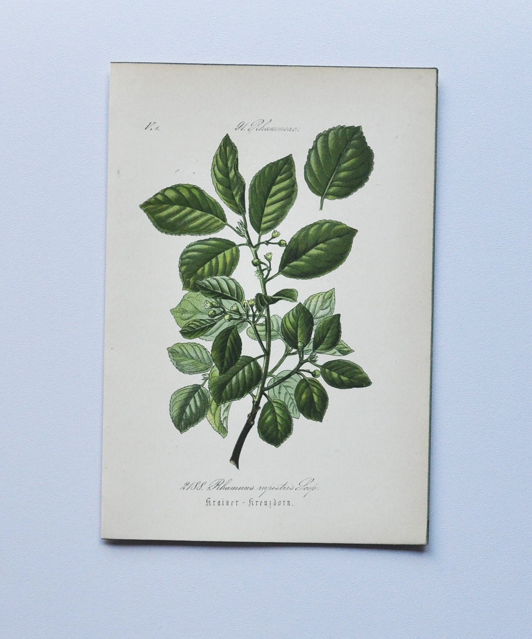 Buckthorn Print - Original Antique Botanical Print 1880s - Rhamnus ...