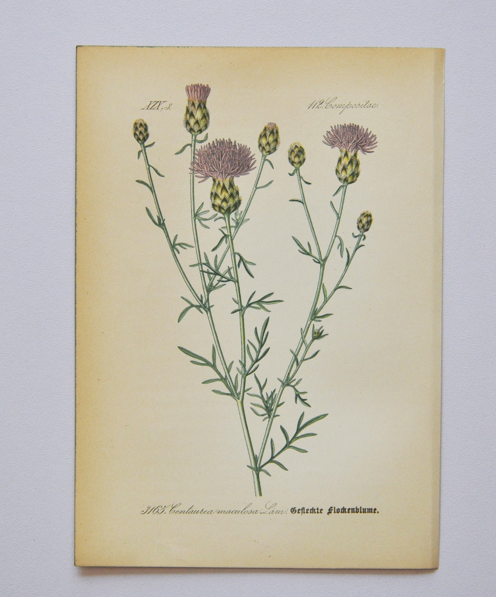 Spotted Knapweed Print Original Antique Botanical Print - Etsy