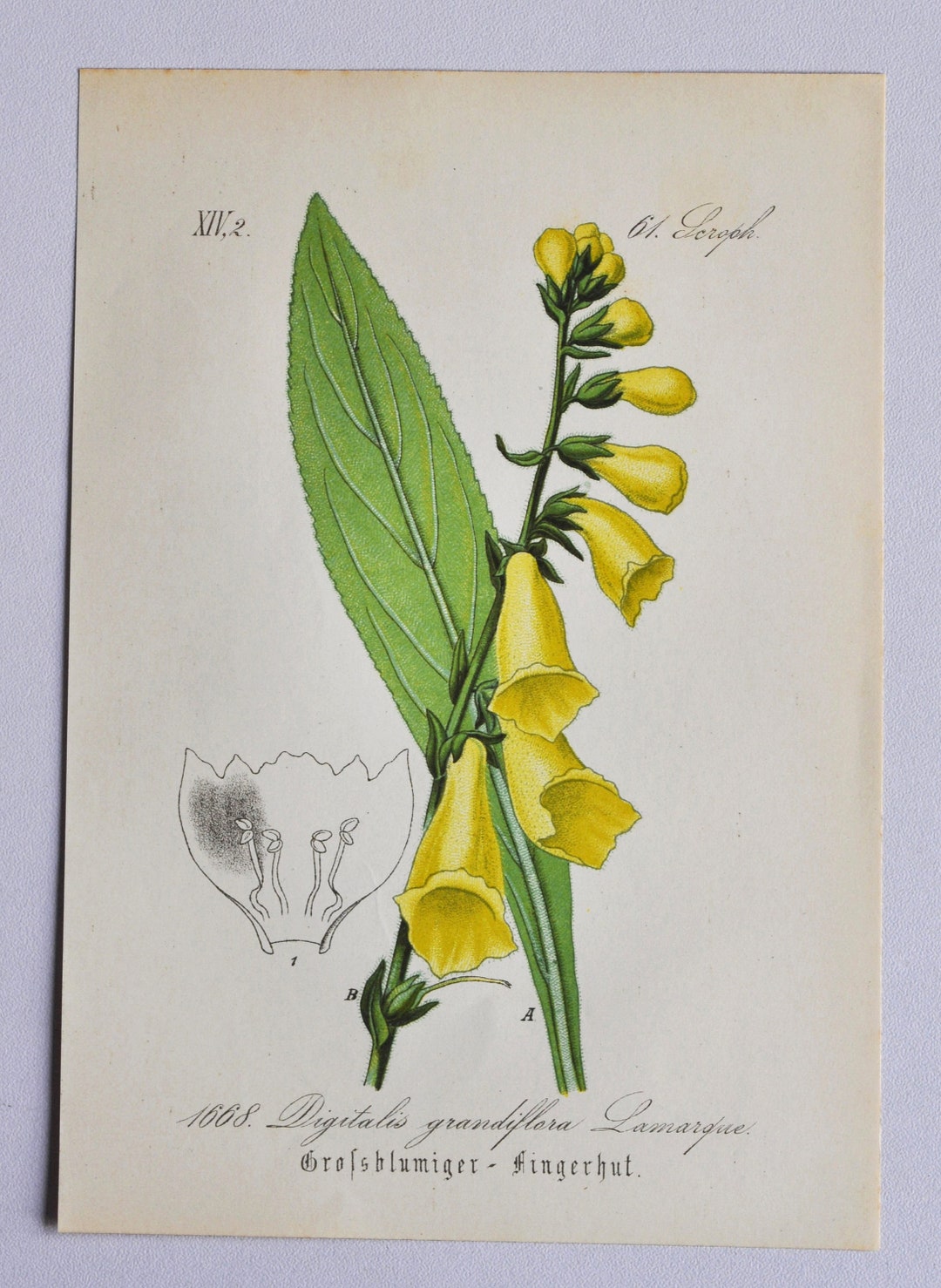 Yellow Foxglove Print - Original Antique Botanical Print 1880s ...