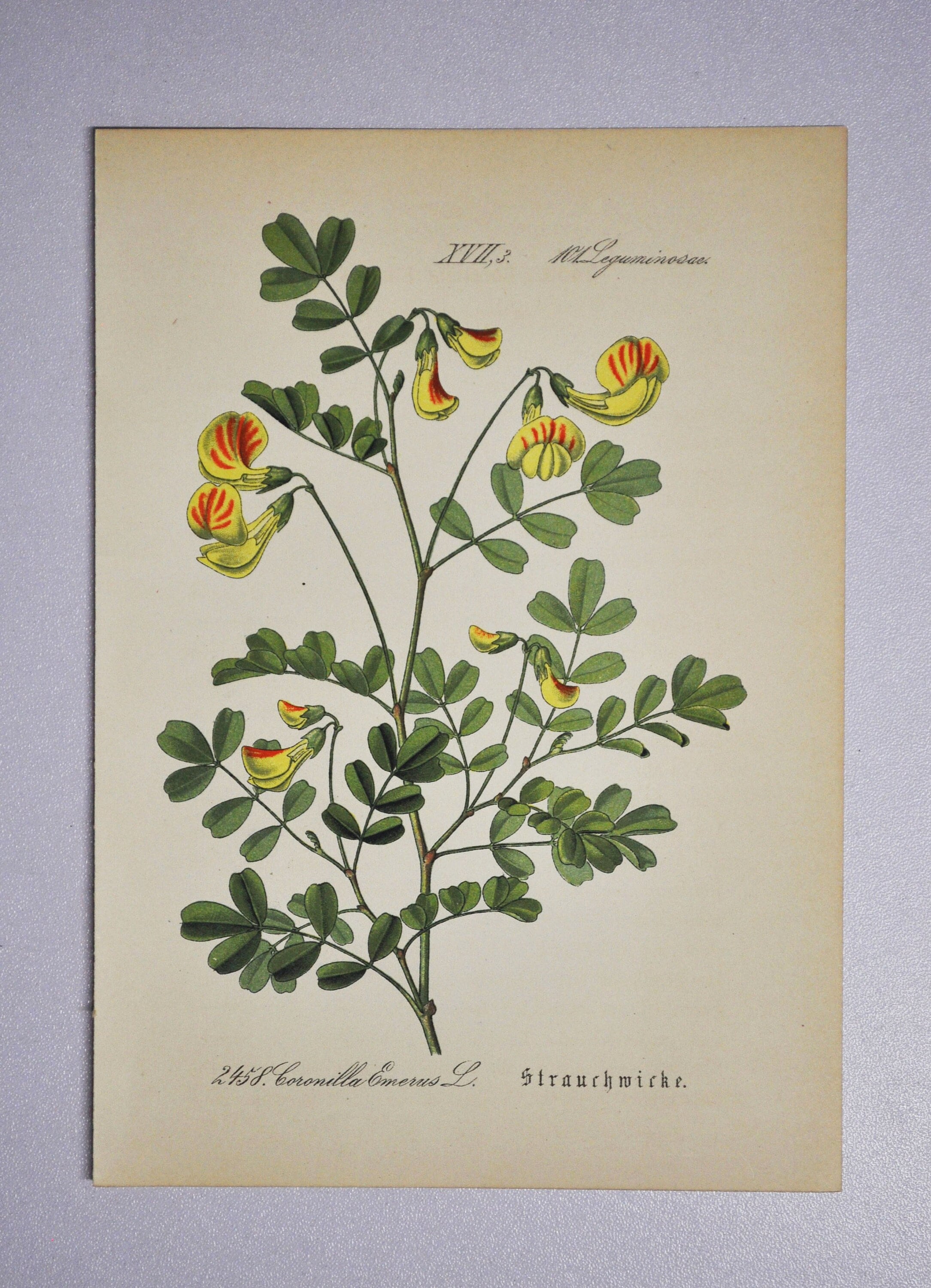 Scorpion Senna Print Original Antique Botanical Print 1880s Coronilla ...