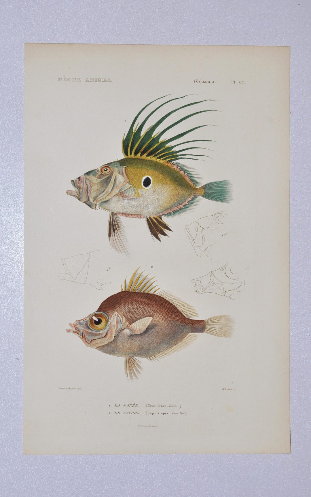 John Dory & Boarfish or Zulu Fish - Hand-colored Original Antique Fish ...