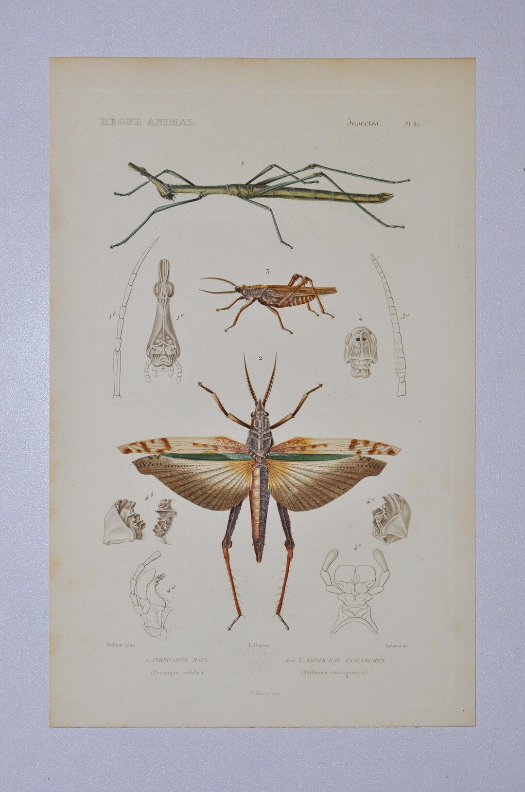 Stick Grasshopper or Cricket Stick / Robust Grasshopper or Locust ...