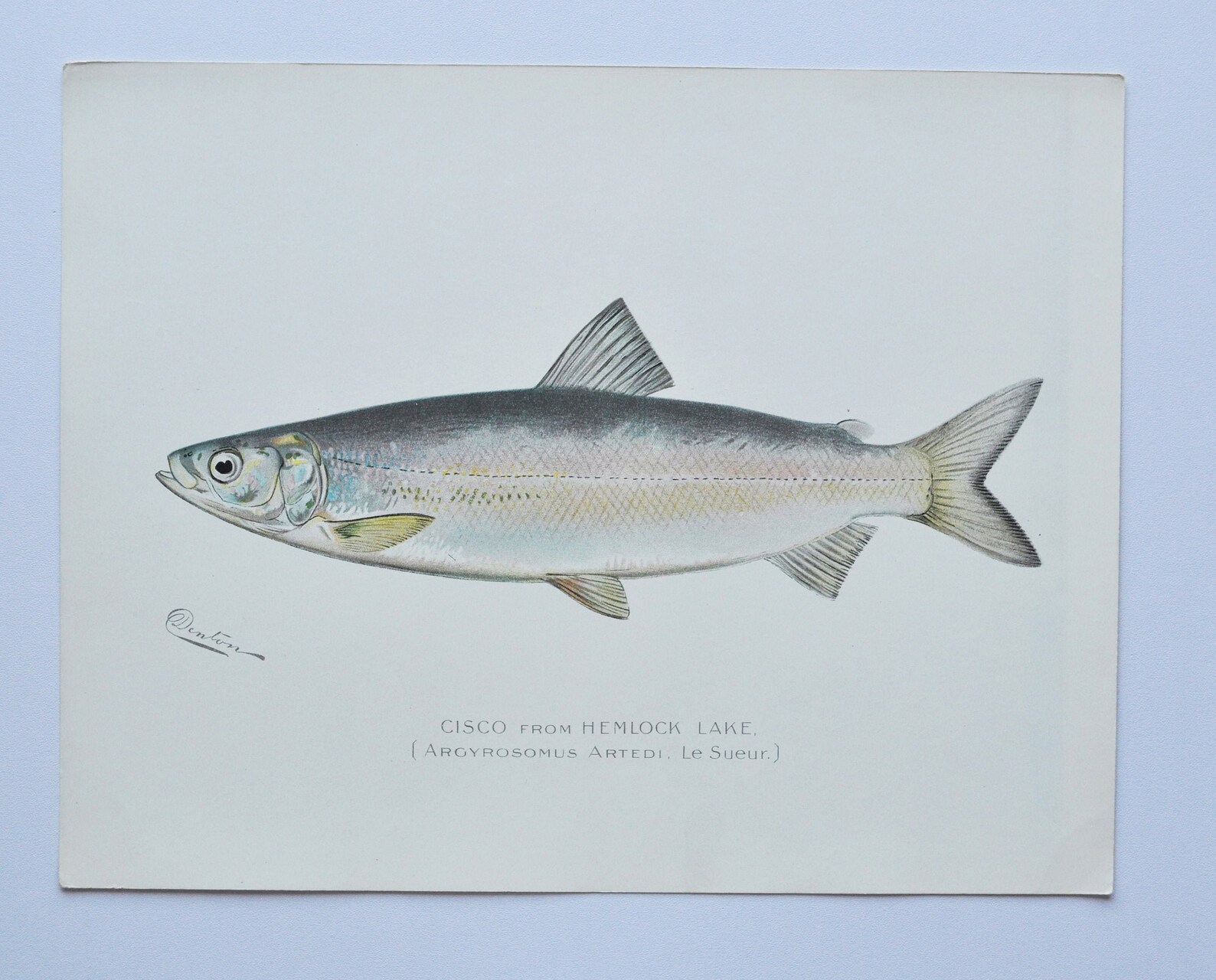 Cisco From Hemlock Lake - Original Antique Fish Print -argyrosomus ...
